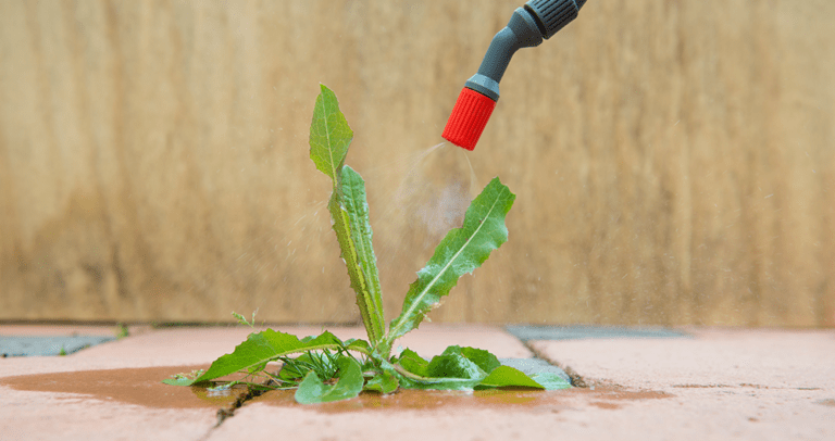 A Beginner’s Guide to Killing Weeds | Greenstreet Gardens