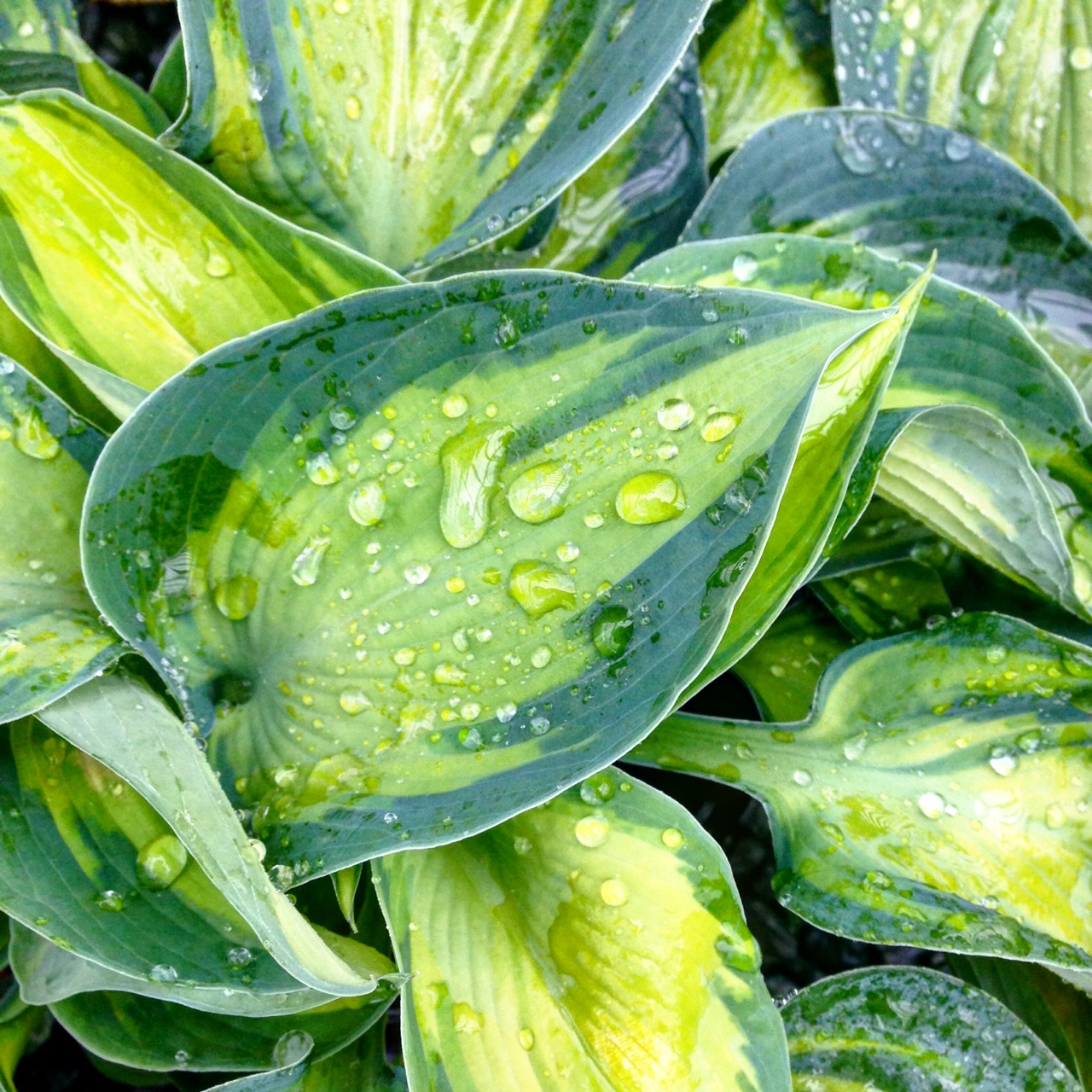 Heat Wave Hosta | Greenstreet Gardens