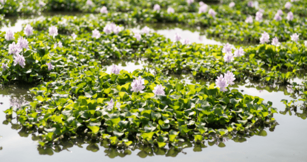 Dip Your Toes into Growing Aquatic and Semi-Aquatic Plants ...