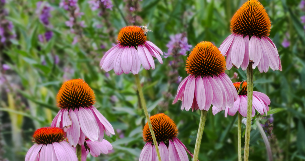 Best Heat-Loving Perennials | Greenstreet Gardens