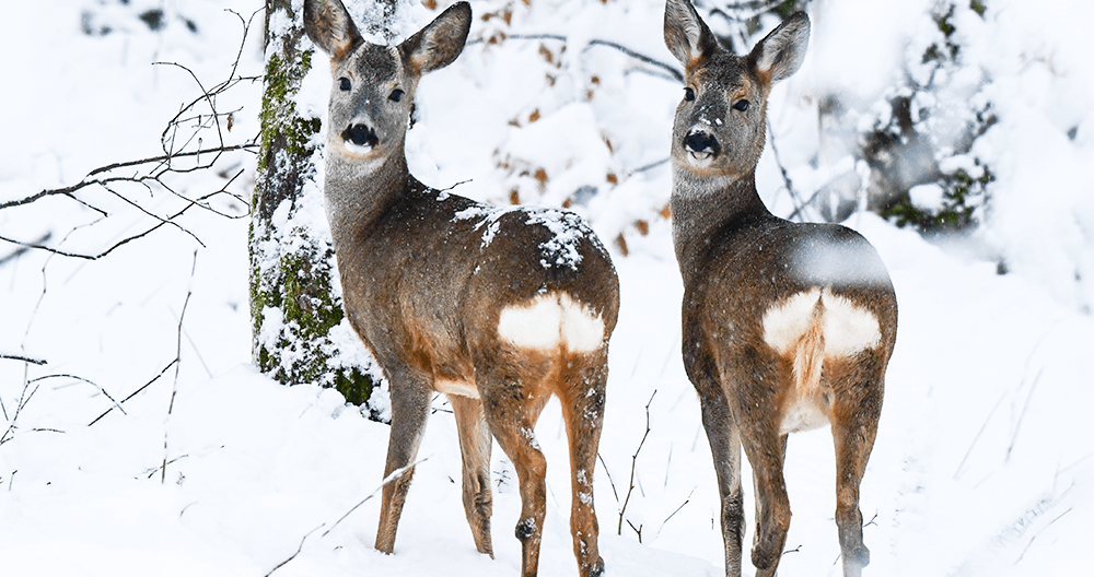 Backyard Winter Habitat Wildlife Ideas | Greenstreet Gardens