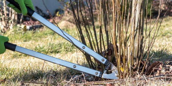 How to Manage Tree Suckers | Greenstreet Gardens